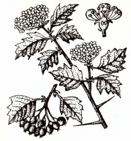 Боярышник кроваво-красный (Crataegus sanguinea Pall.) / Herbal Expert