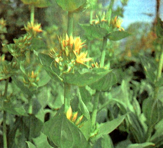 Горечавка желтая (Gentiana lutea L.) / Herbal Expert