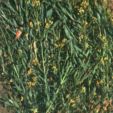 Желтушник раскидистый (Erysimum diffusum Ehrh.) / Herbal Expert