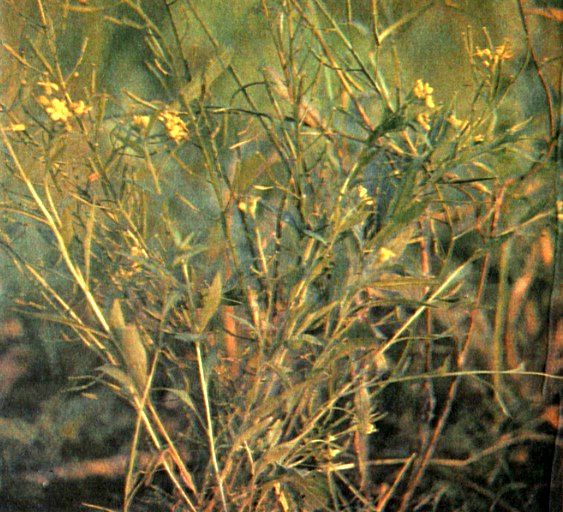Желтушник раскидистый (Erysimum diffusum Ehrh.) / Herbal Expert