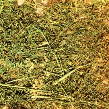 Виснага морковевидная (Ammi visnaga Lam.) / Herbal Expert
