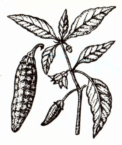 Красный перец (Capsicum annuum L.) / Herbal Expert