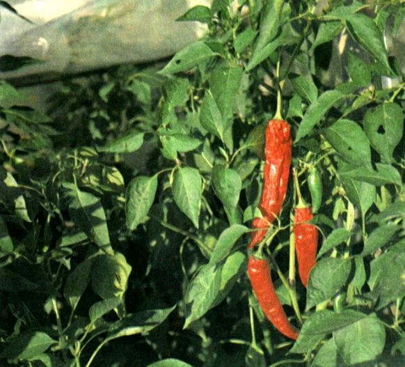 Красный перец (Capsicum annuum L.) / Herbal Expert