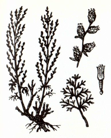 Полынь цитварная (Artemisia cina Berg.) / Herbal Expert