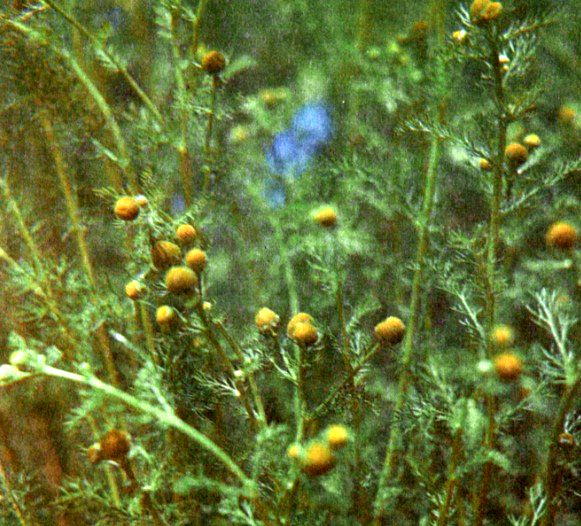 Ромашка душистая (Matricaria discoidea DC.) / Herbal Expert