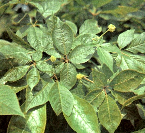 Элеутерококк колючий (Eleutherococcus senticosus Maxim.) / Herbal Expert