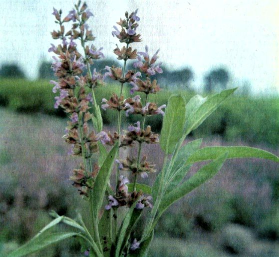 Шалфей лекарственный (Salvia officinalis L.) / Herbal Expert